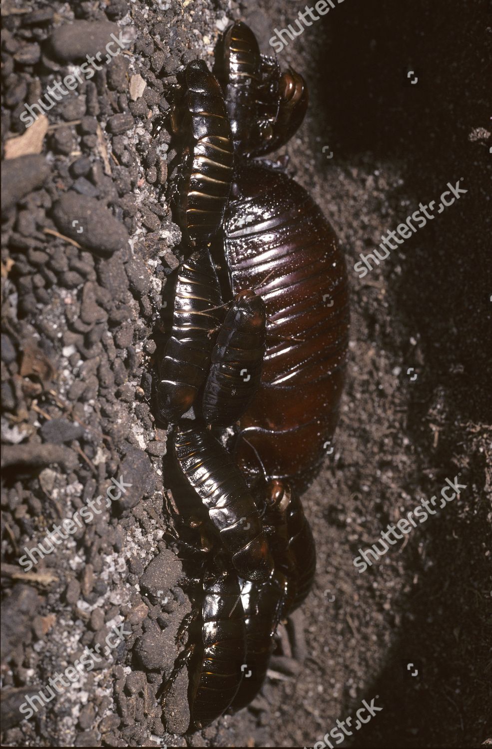 Giant Burrowing Cockroach Macropanesthia Rhinoceros Female Editorial ...