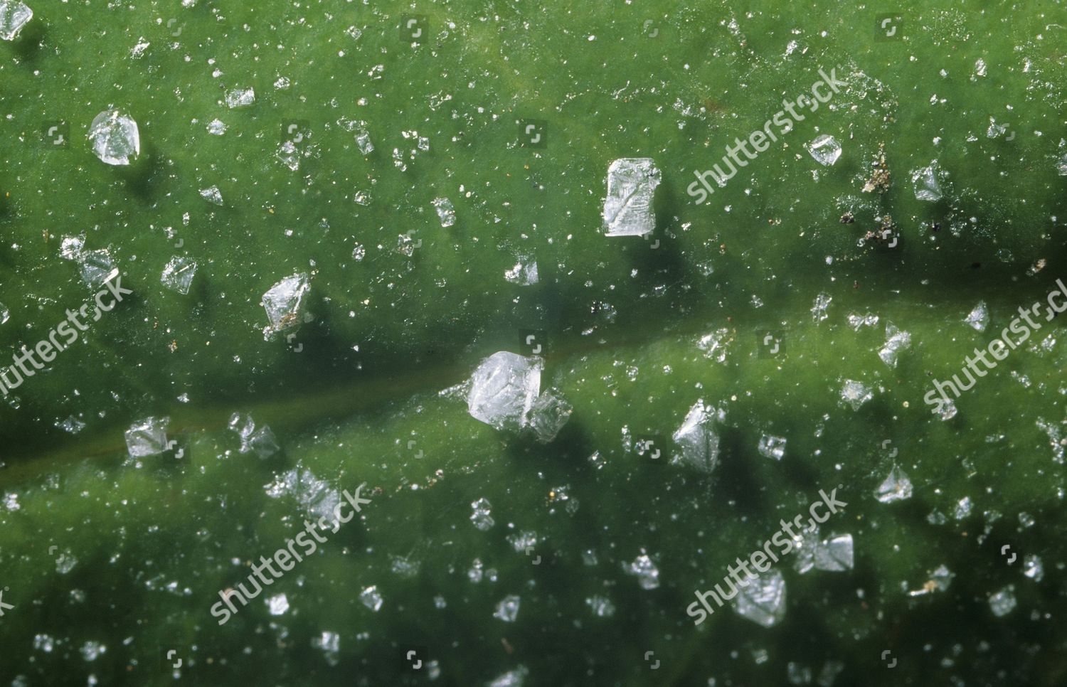 Mangrove Avicennia Marina Leaf Concentrated Salt Editorial Stock Photo ...