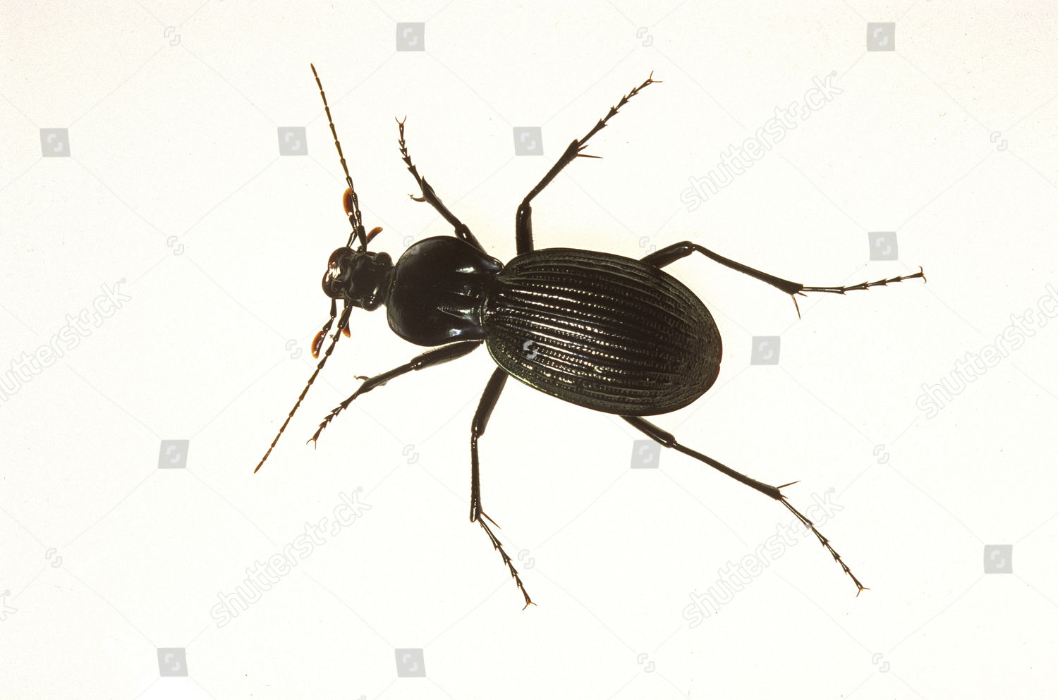 Beetle Coleoptera Typical Insect Six Legs Editorial Stock Photo - Stock ...