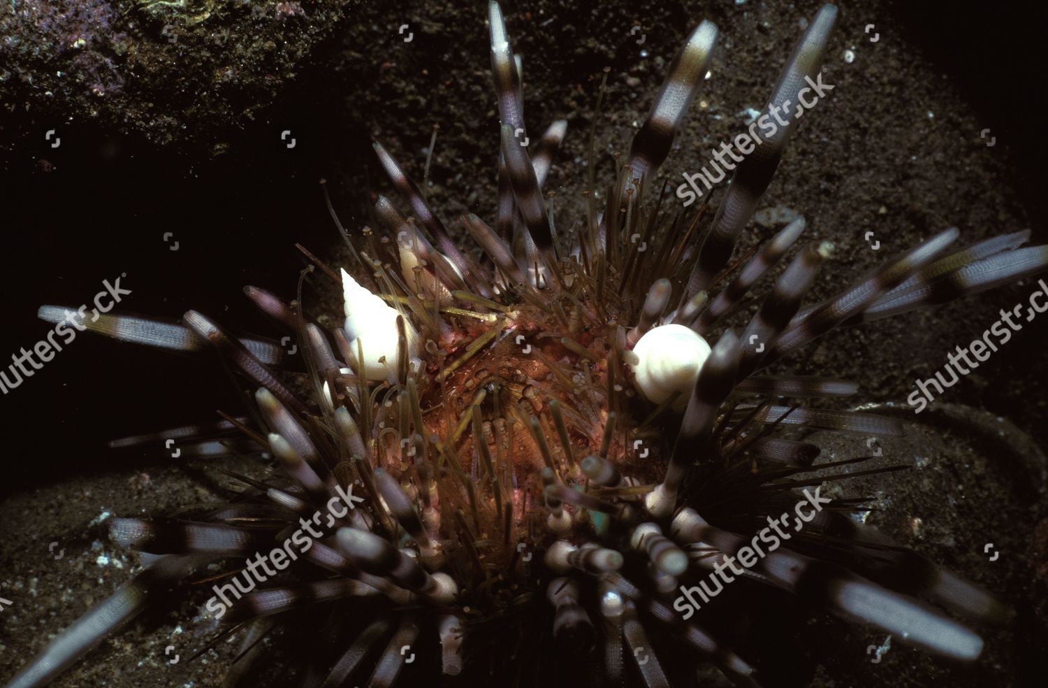 Snails Echineulima Mittrei Parasitic Species On Editorial Stock Photo - Stock Image | Shutterstock