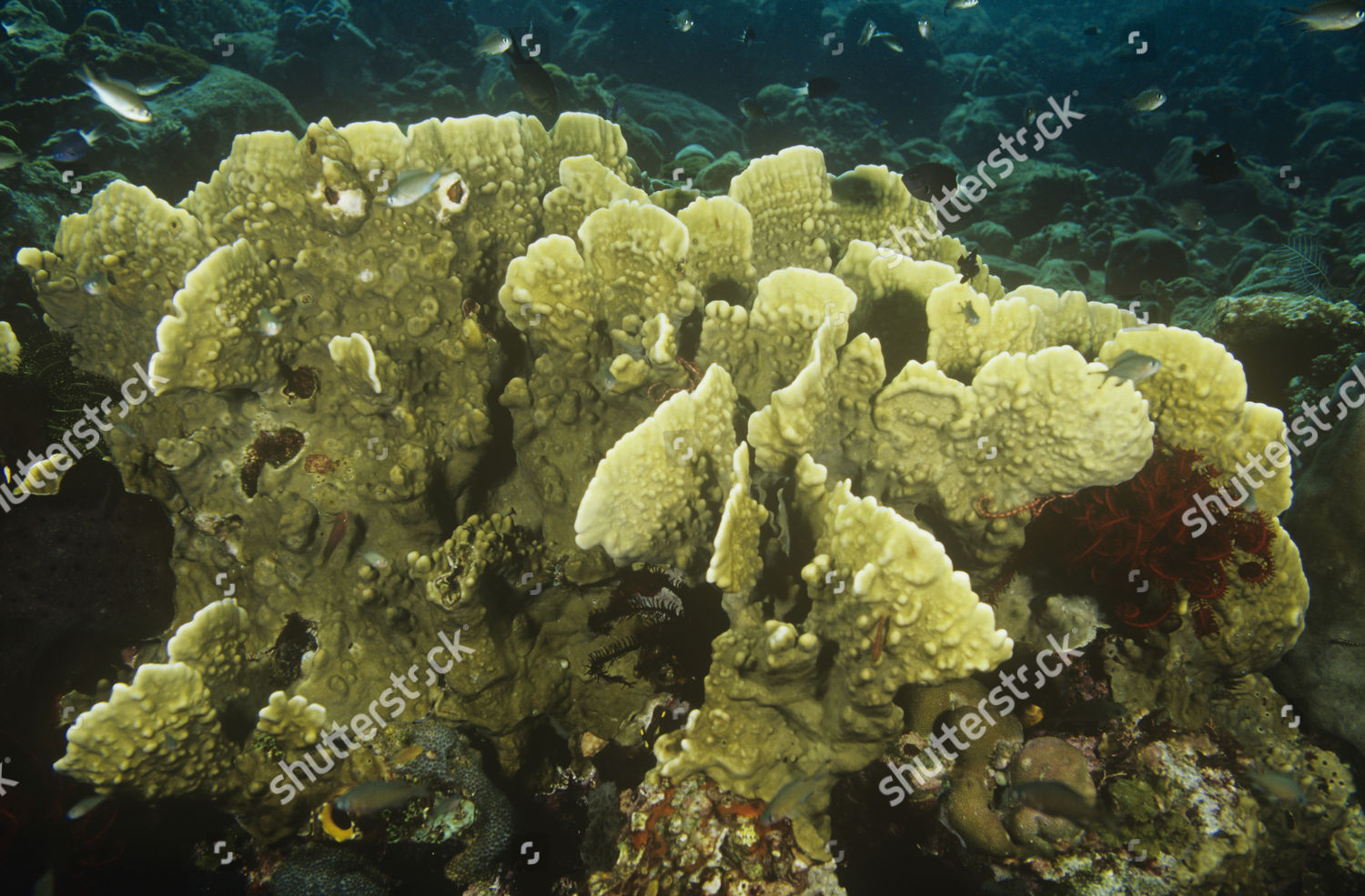 Fire Coral Millepora Species Colony Type Editorial Stock Photo - Stock ...