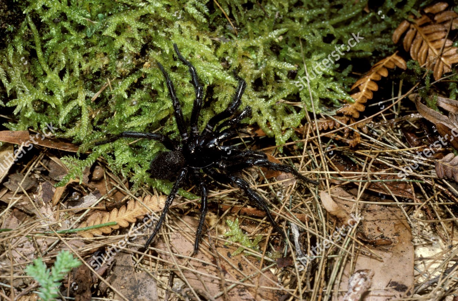 Sydney Funnelweb Spider Atrax Robustus Male Editorial Stock Photo ...