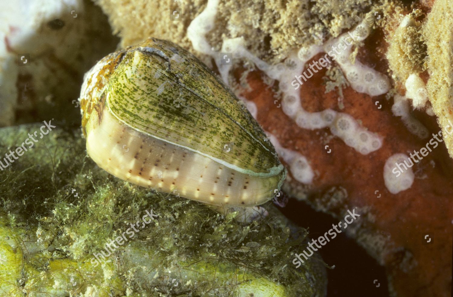 Crowned Cone Conus Coronatus Great Barrier Editorial Stock Photo ...