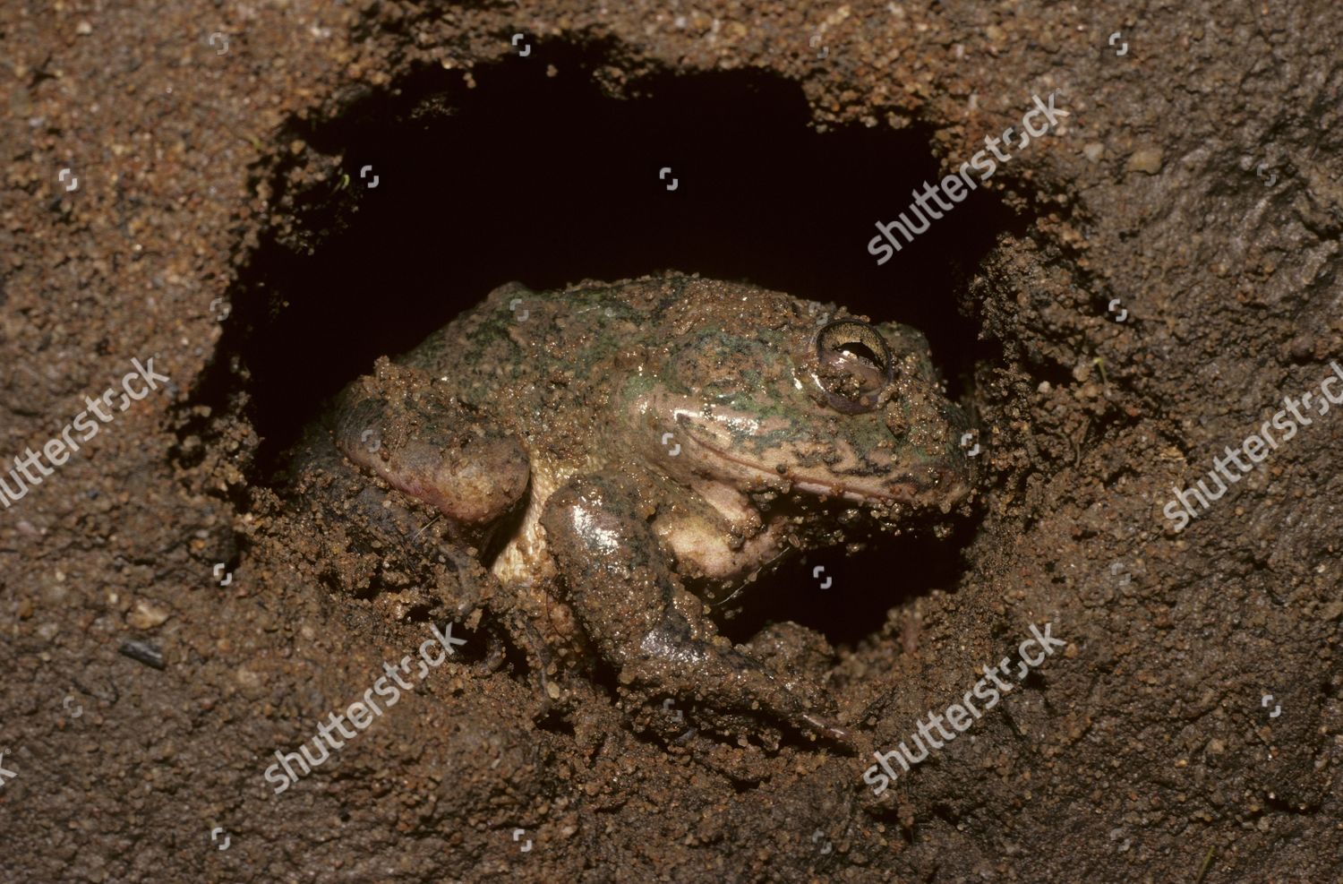 Waterholding Frog Cyclorana Platycephala Making Underground Editorial ...