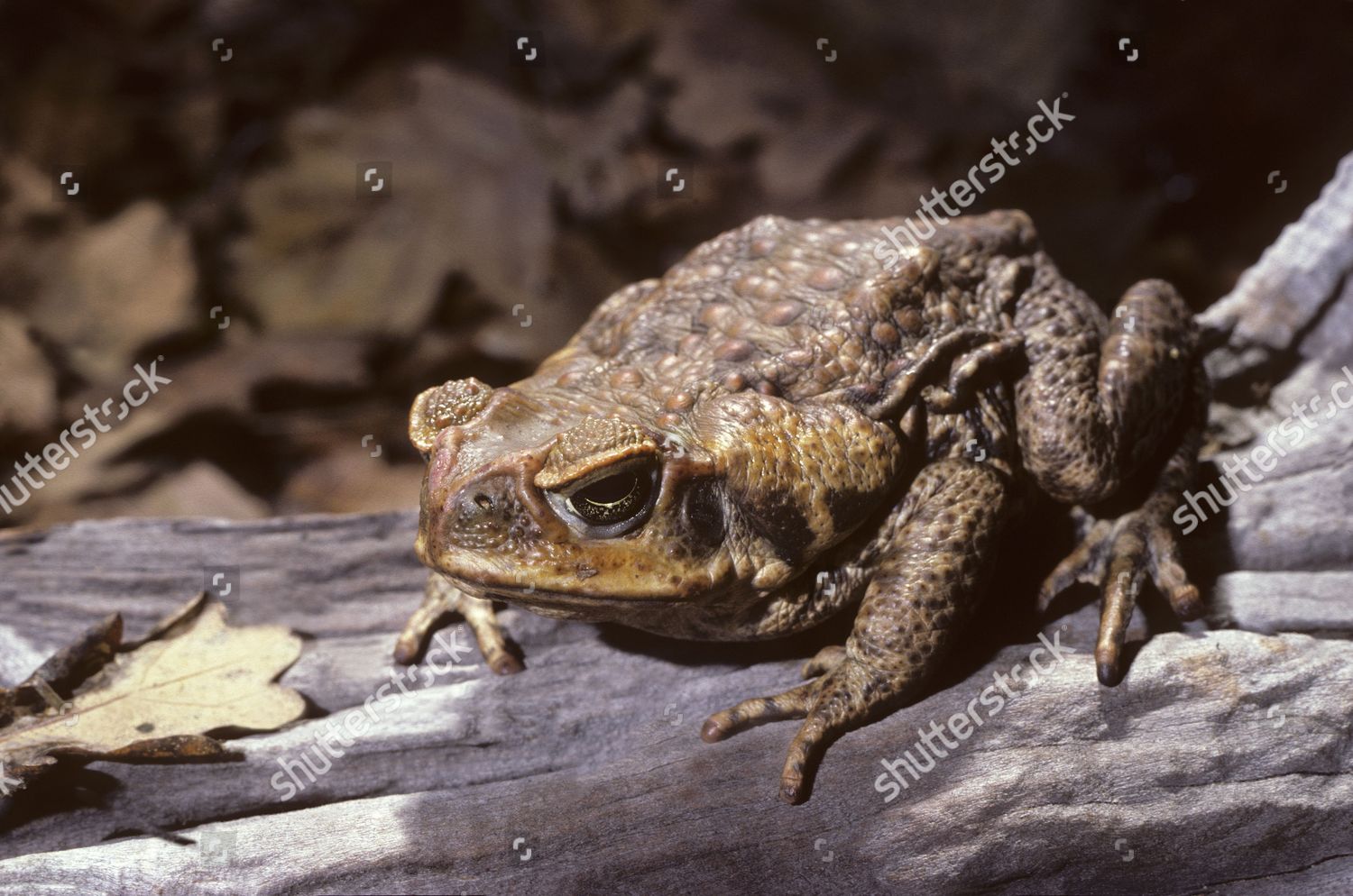 Cane Toad Bufo Marinus Pest Species Editorial Stock Photo - Stock Image ...