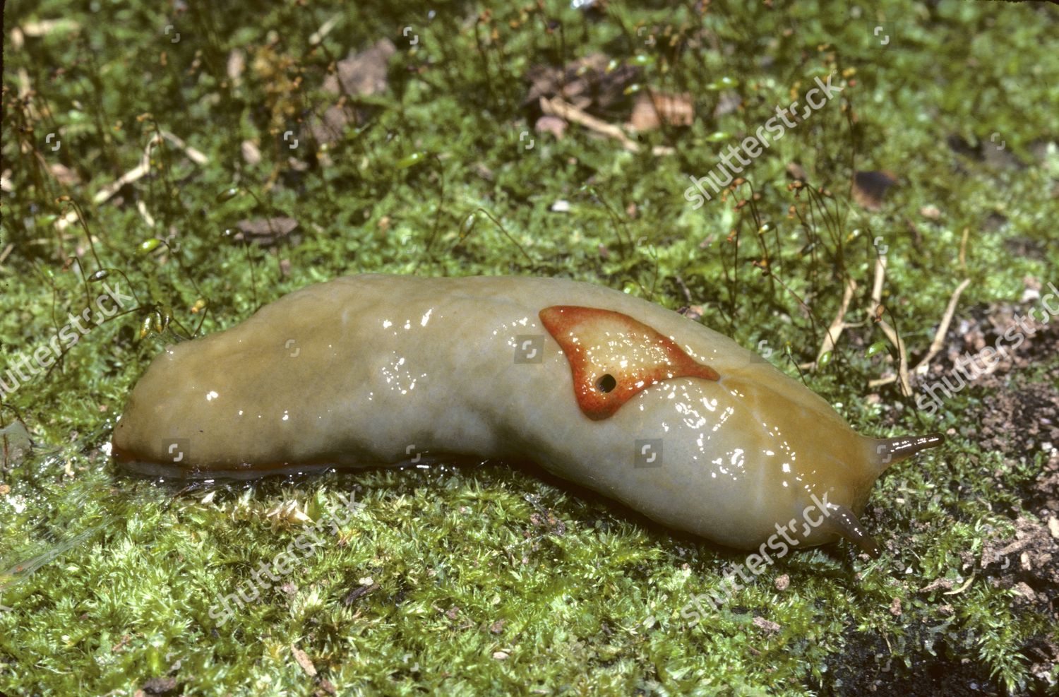 Red Triangle Slug Triboniophorus Graeffei Species Editorial Stock Photo ...