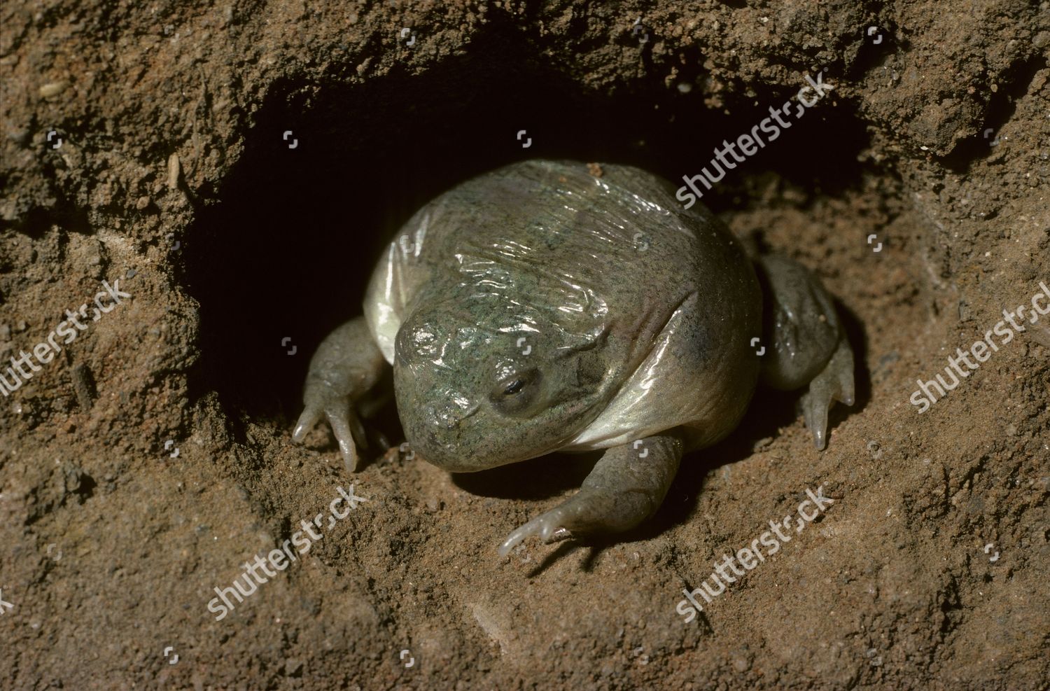 Waterholding Frog Cyclorana Platycephala Protective Membrane Editorial ...