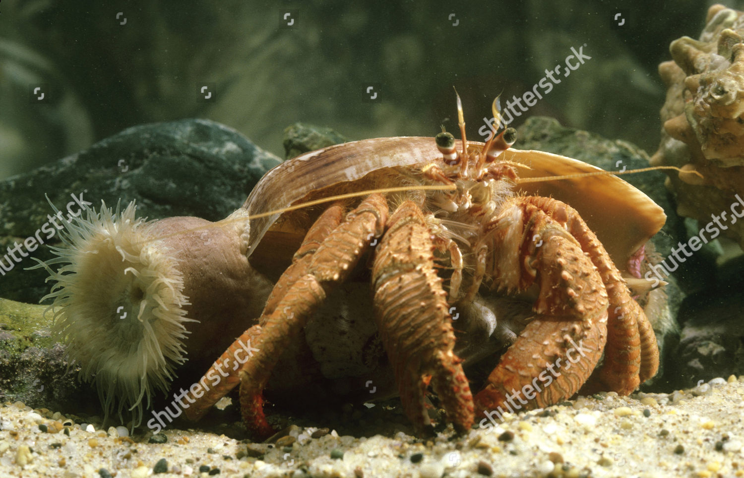 Hermit Crab Dardanus Arrosor Anemone That Editorial Stock Photo - Stock ...