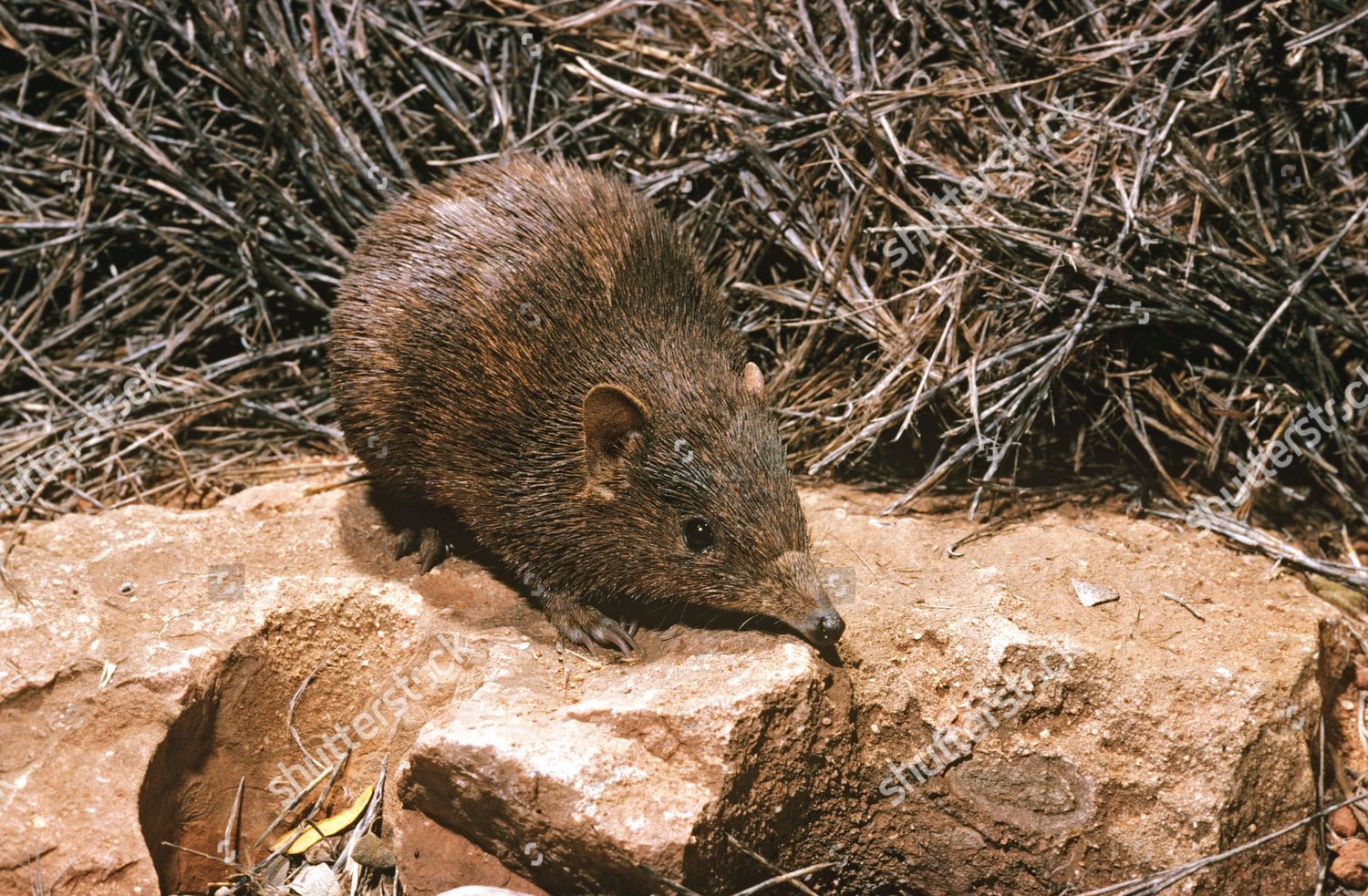 Golden Bandicoot Isoodon Auratus Barrowensis Vulnerable Editorial Stock ...