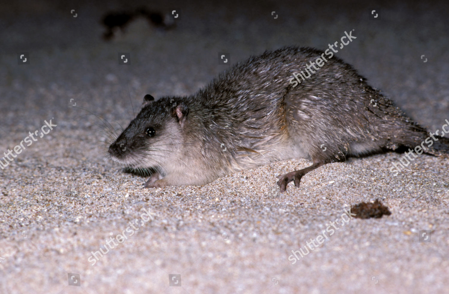 Water Rat Hydromys Chrysogaster Barrow Island Editorial Stock Photo ...