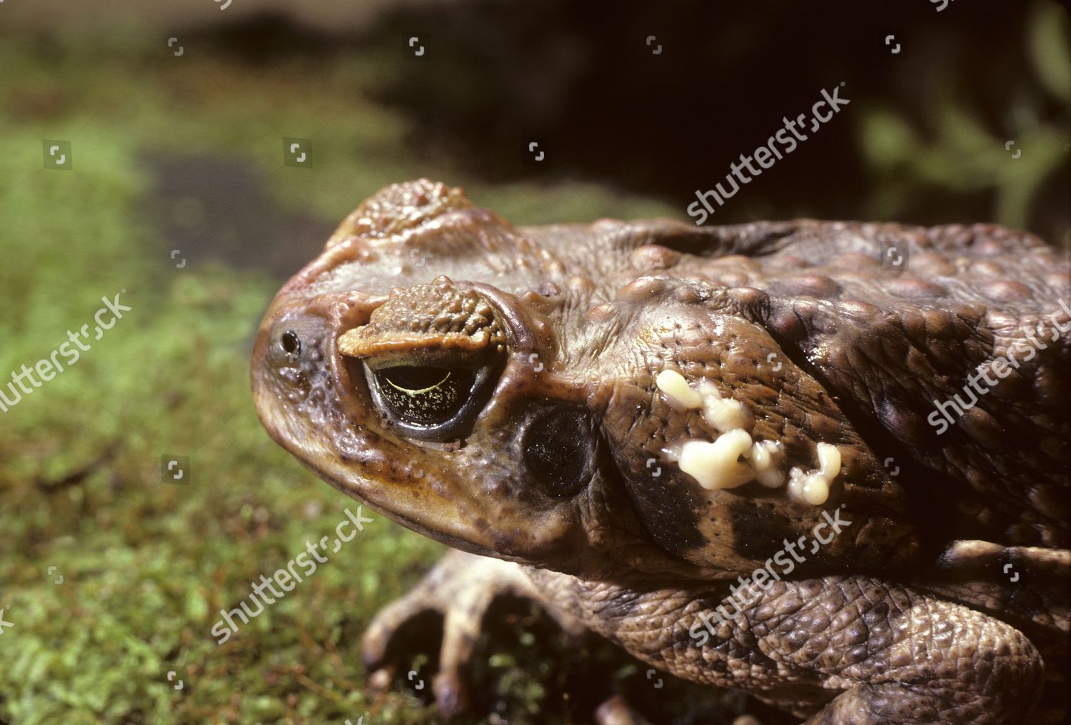 Cane Toad Bufo Marinus Showing Venom Editorial Stock Photo - Stock ...