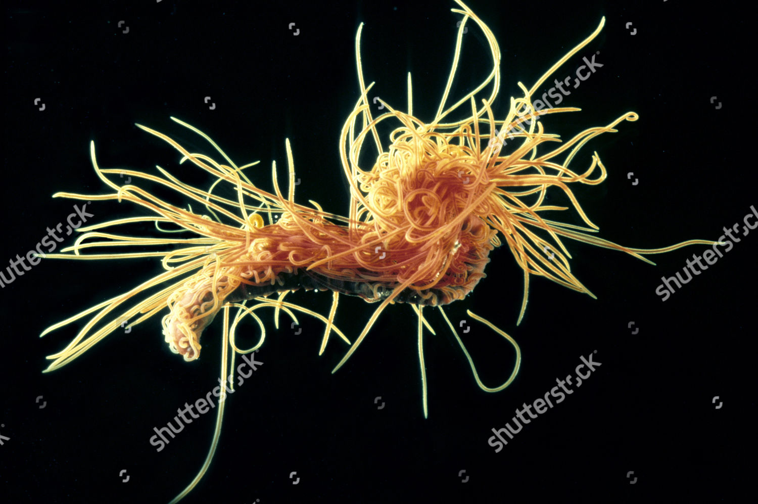 Marine Worm Polychaete Cirratulus Sp Found Editorial Stock Photo ...