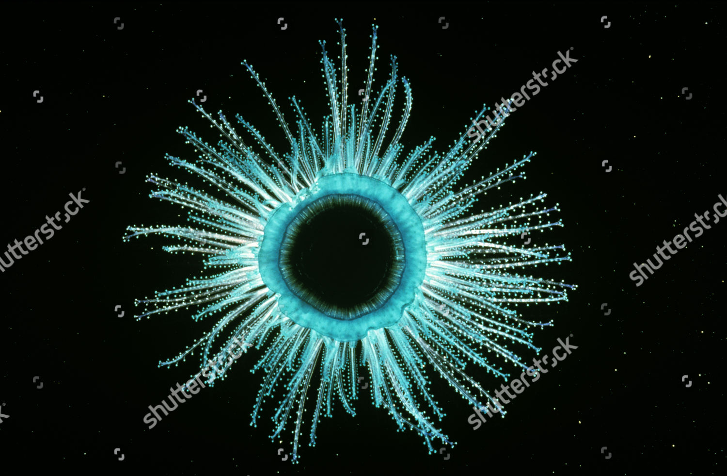 Blue Button Porpita Porpita Organism Consisiting Editorial Stock Photo ...