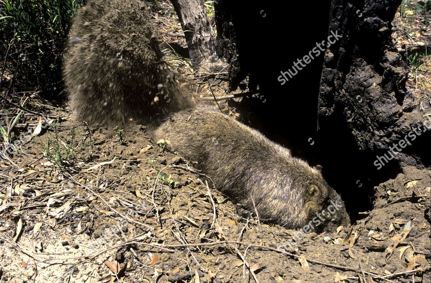 Common Wombat Vombatus Ursinus Digging Burrow Editorial Stock Photo ...