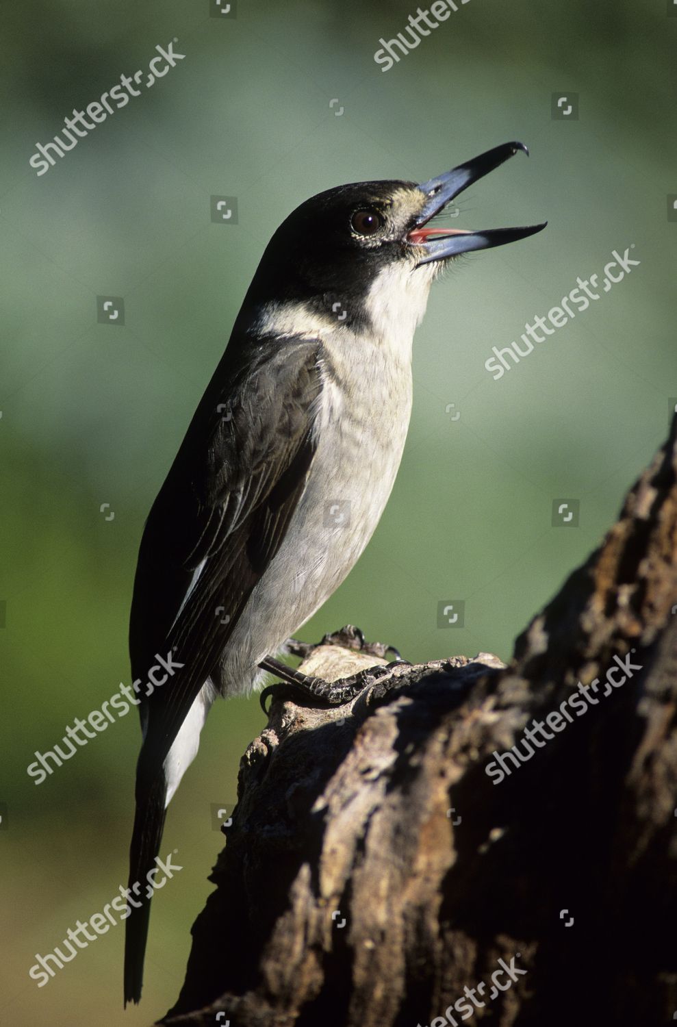 Grey Butcherbird Cracticus Torquatus Female Singing Editorial Stock ...