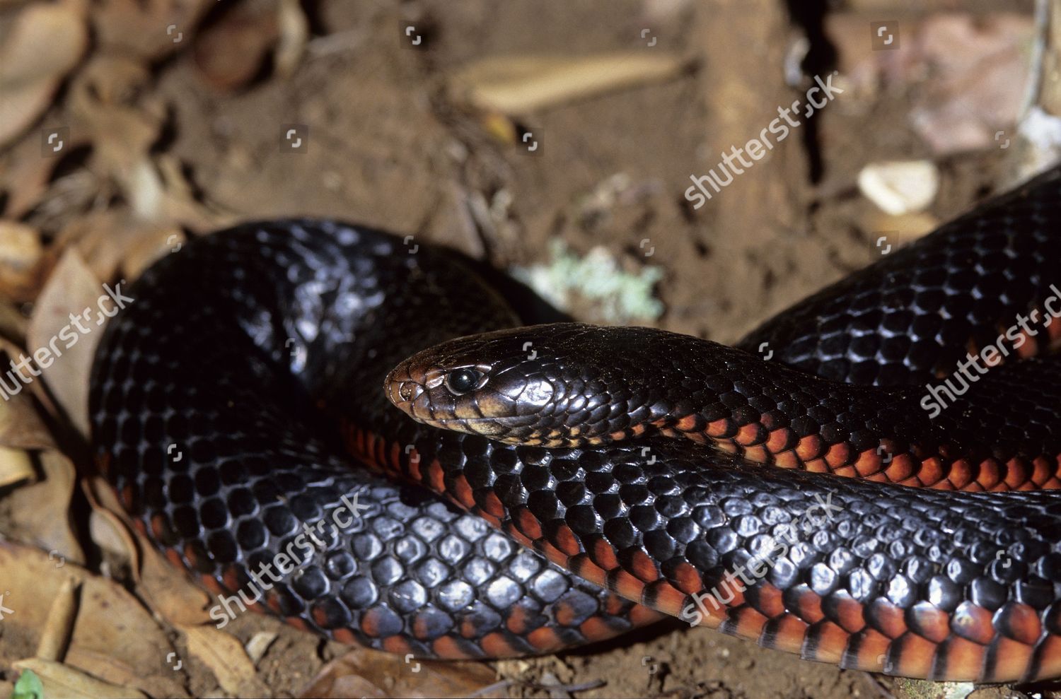 Redbellied Black Snake Pseudechis Porphyriacus Found Editorial Stock ...