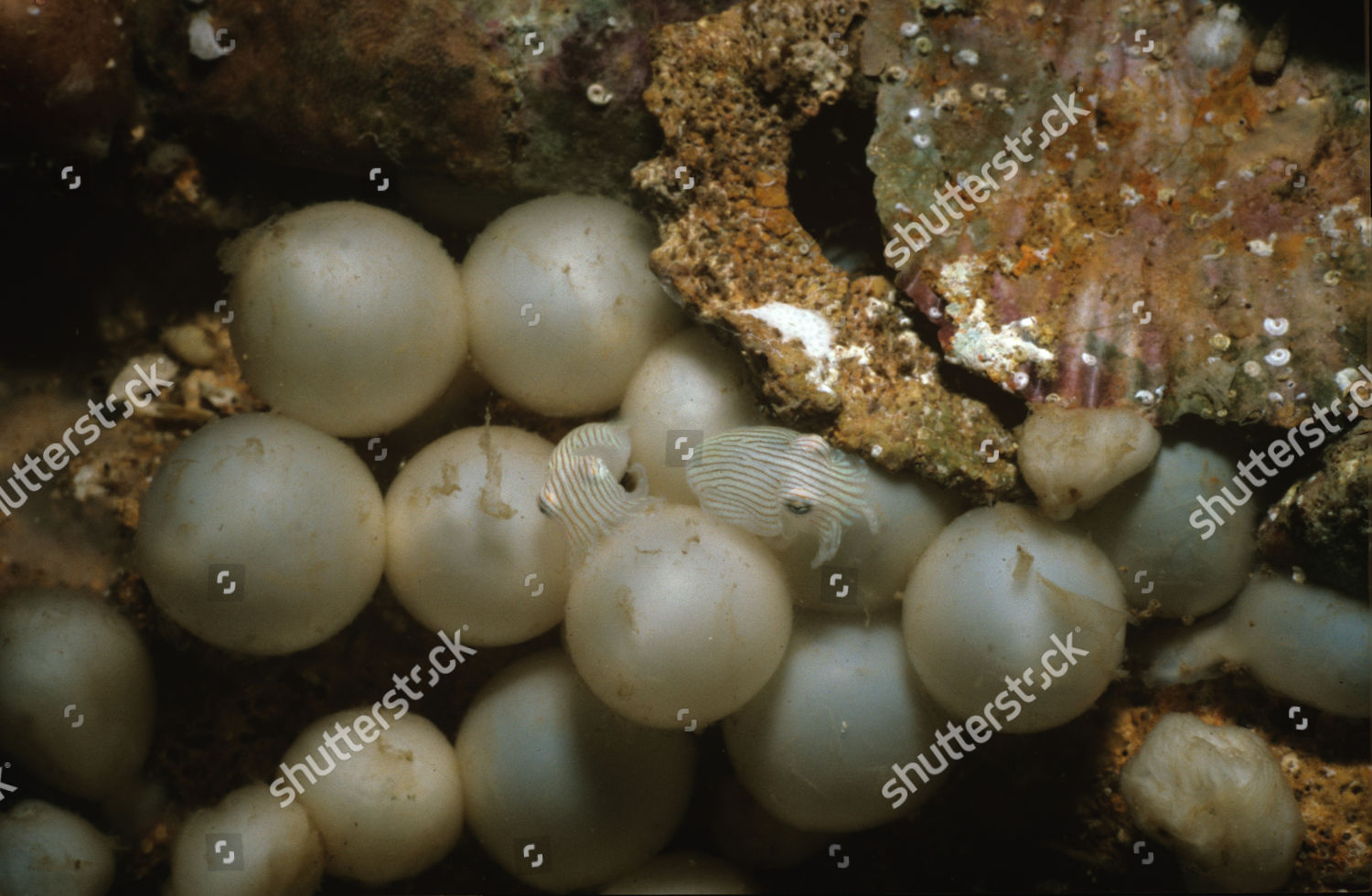 Striped Pyjama Squid Sepioloidea Lineolata Two Editorial Stock Photo ...