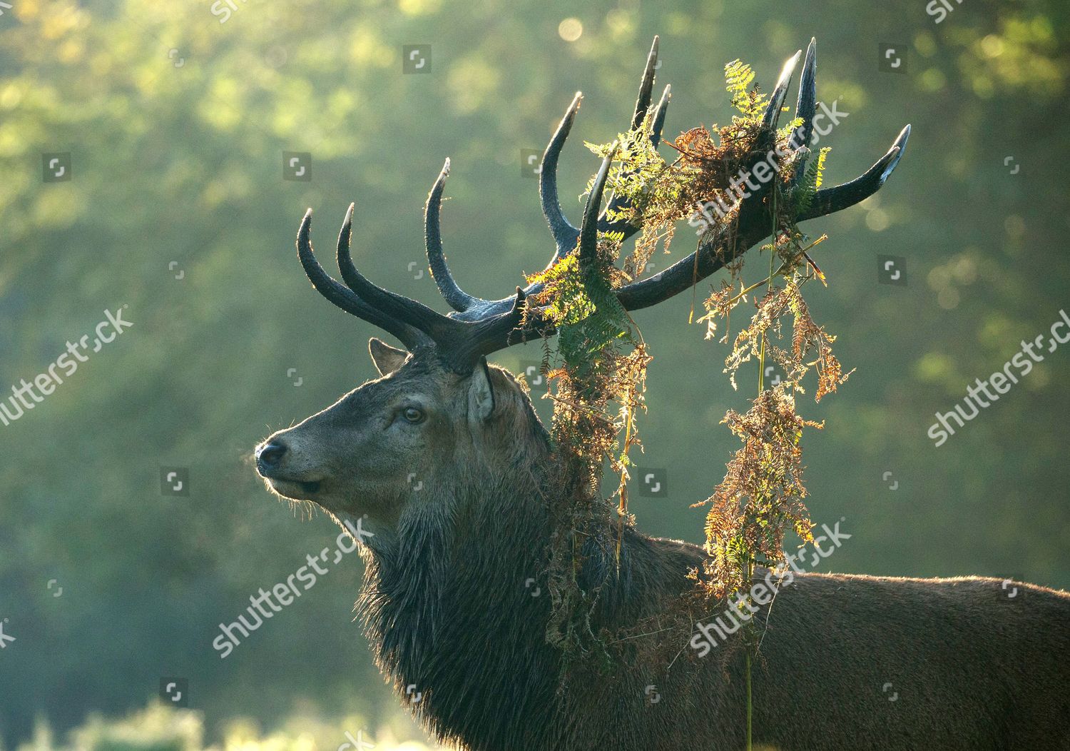 Stag Gets Large Clump Bracken Tangled Editorial Stock Photo - Stock ...
