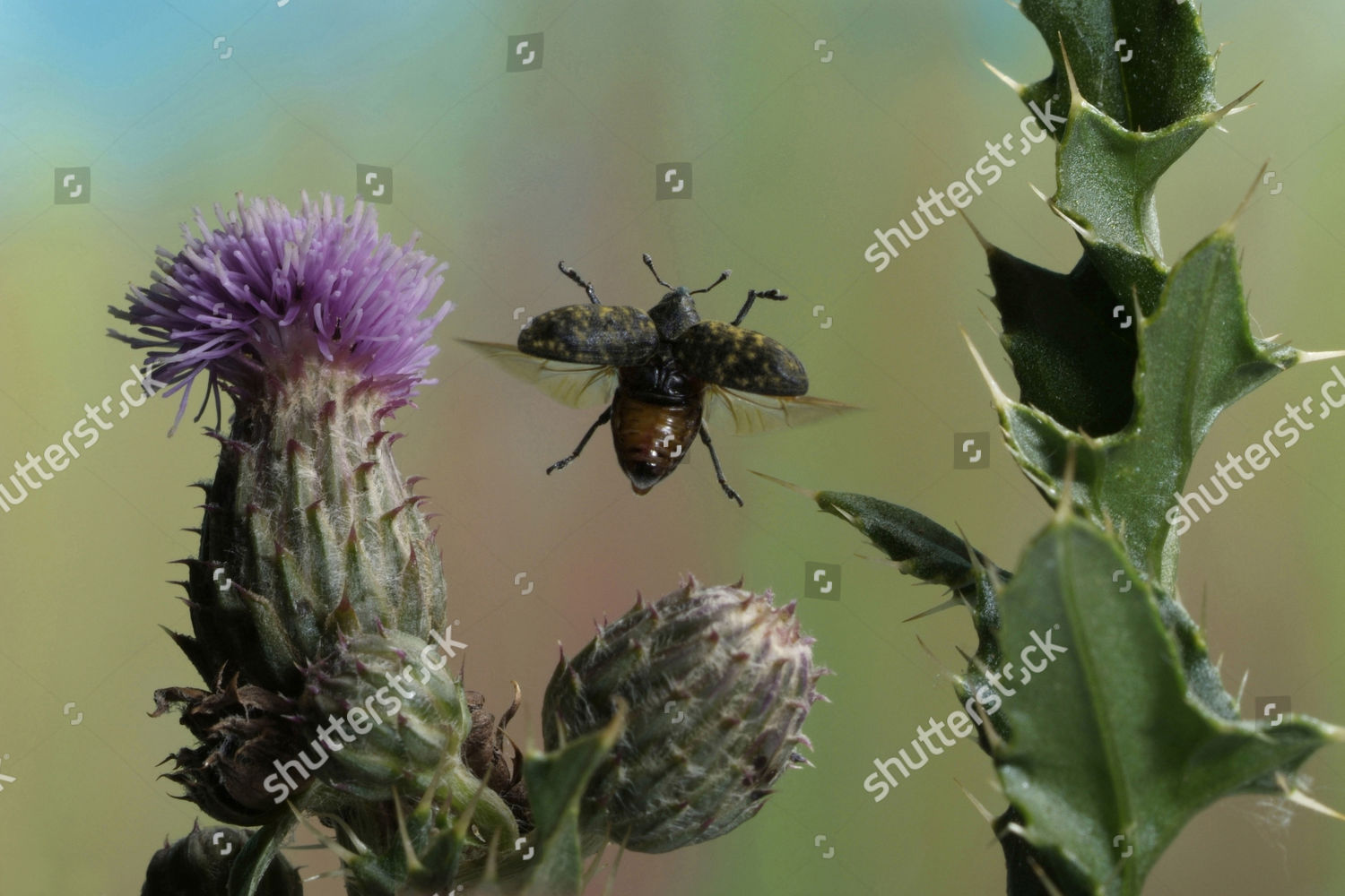Canada Thistle Bud Weevil Larinus Planus Editorial Stock Photo - Stock ...