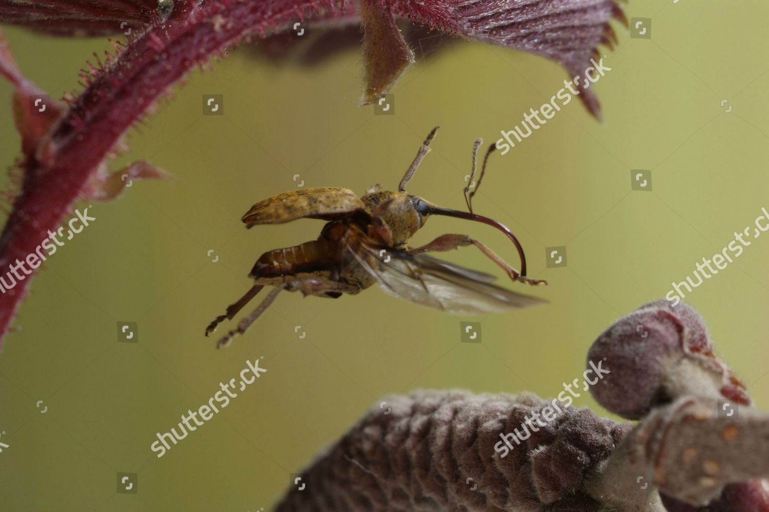 Flying Weevil Curculio Nucum Editorial Stock Photo - Stock Image ...