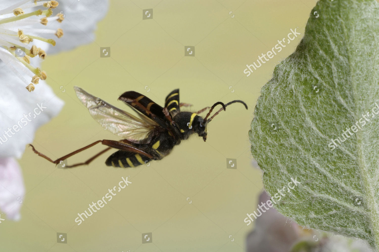 Wasp Beetle Clytus Arietis Editorial Stock Photo - Stock Image ...