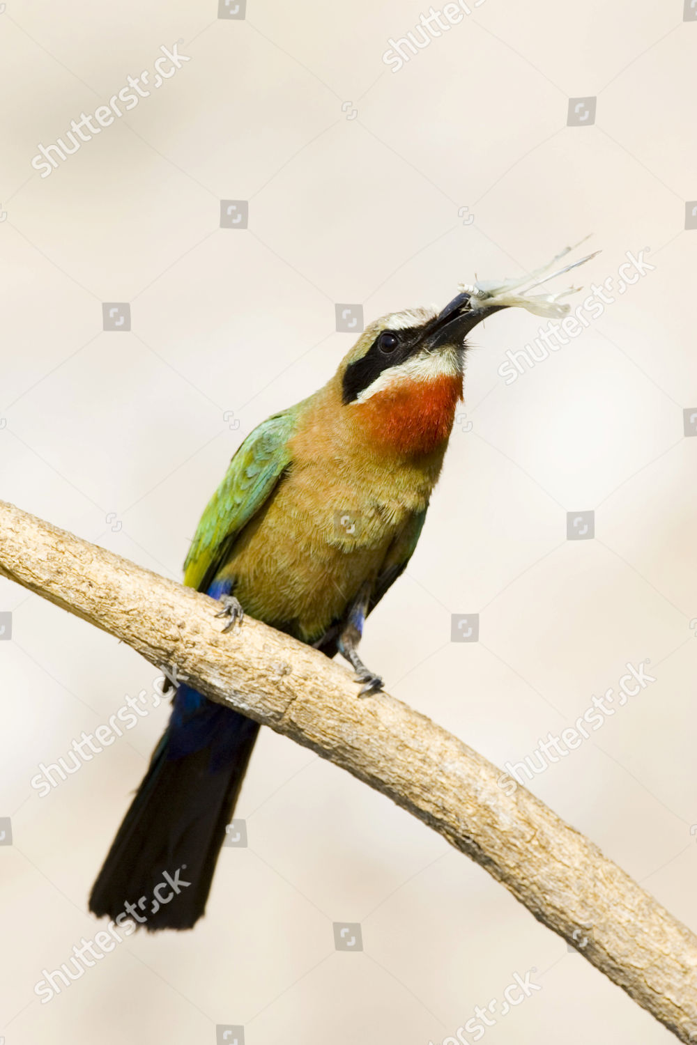 Whitefronted Beeeater Merops Bullockoides Prey Zambezi Editorial Stock ...