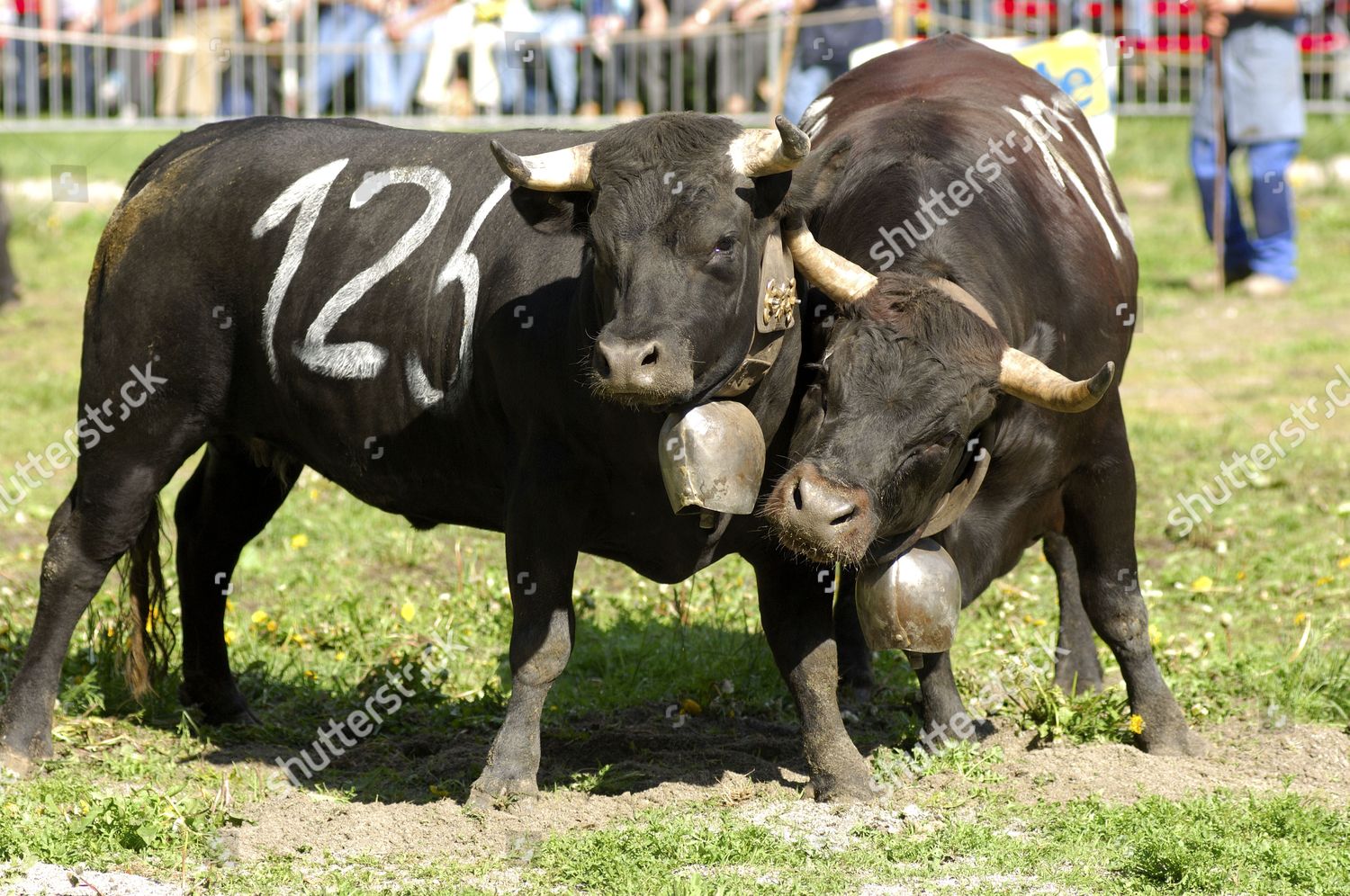 Combat Queens Swiss Cow Fighting Cow Editorial Stock Photo - Stock ...