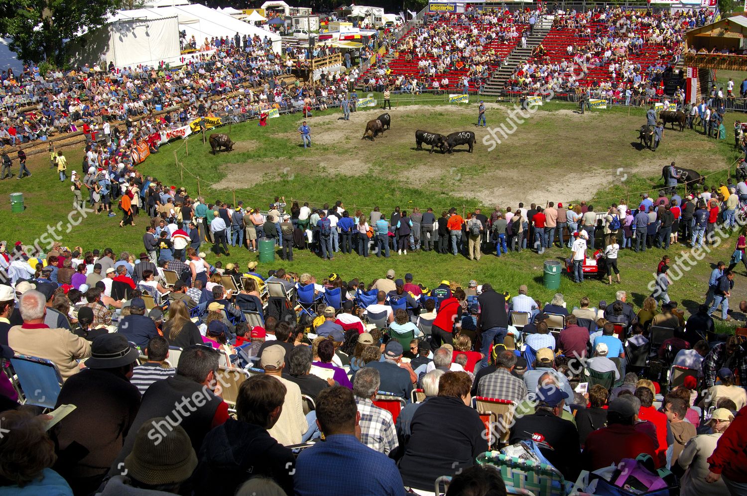 Swiss Cow Fighting Cow Fighting Arena Editorial Stock Photo - Stock ...