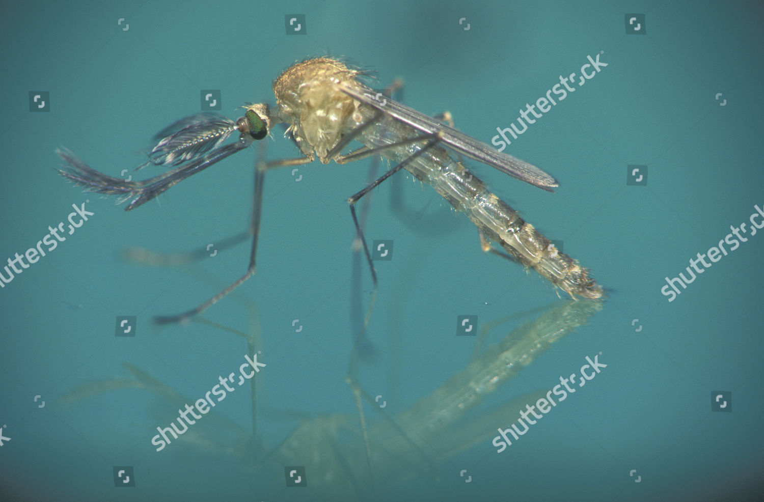 Mosquito Culex Pipiens Male Captive Editorial Stock Photo - Stock Image ...