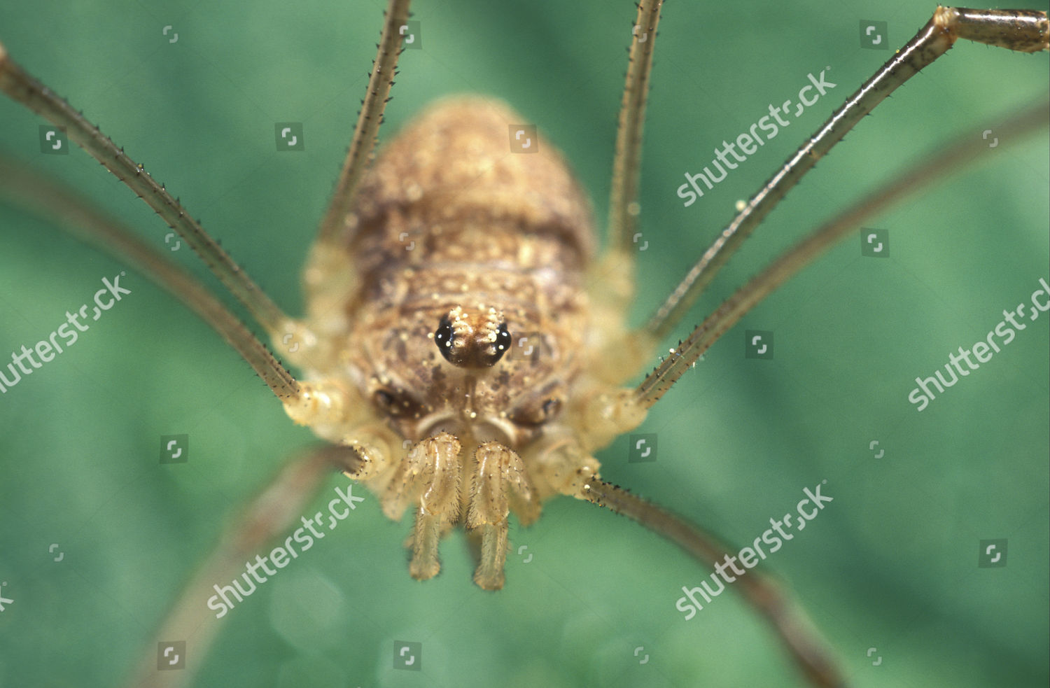 Opilione Opiliones Spec Editorial Stock Photo - Stock Image | Shutterstock