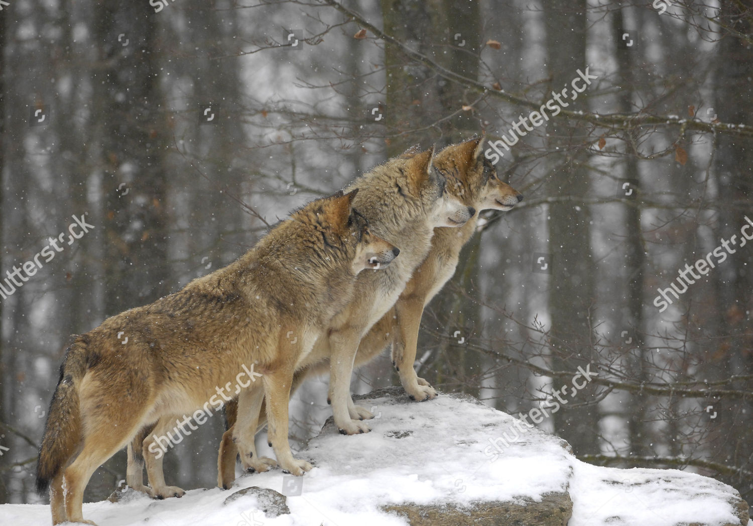 Canadian Timber Wolves Canis Lupus Occidentalis Editorial Stock Photo ...