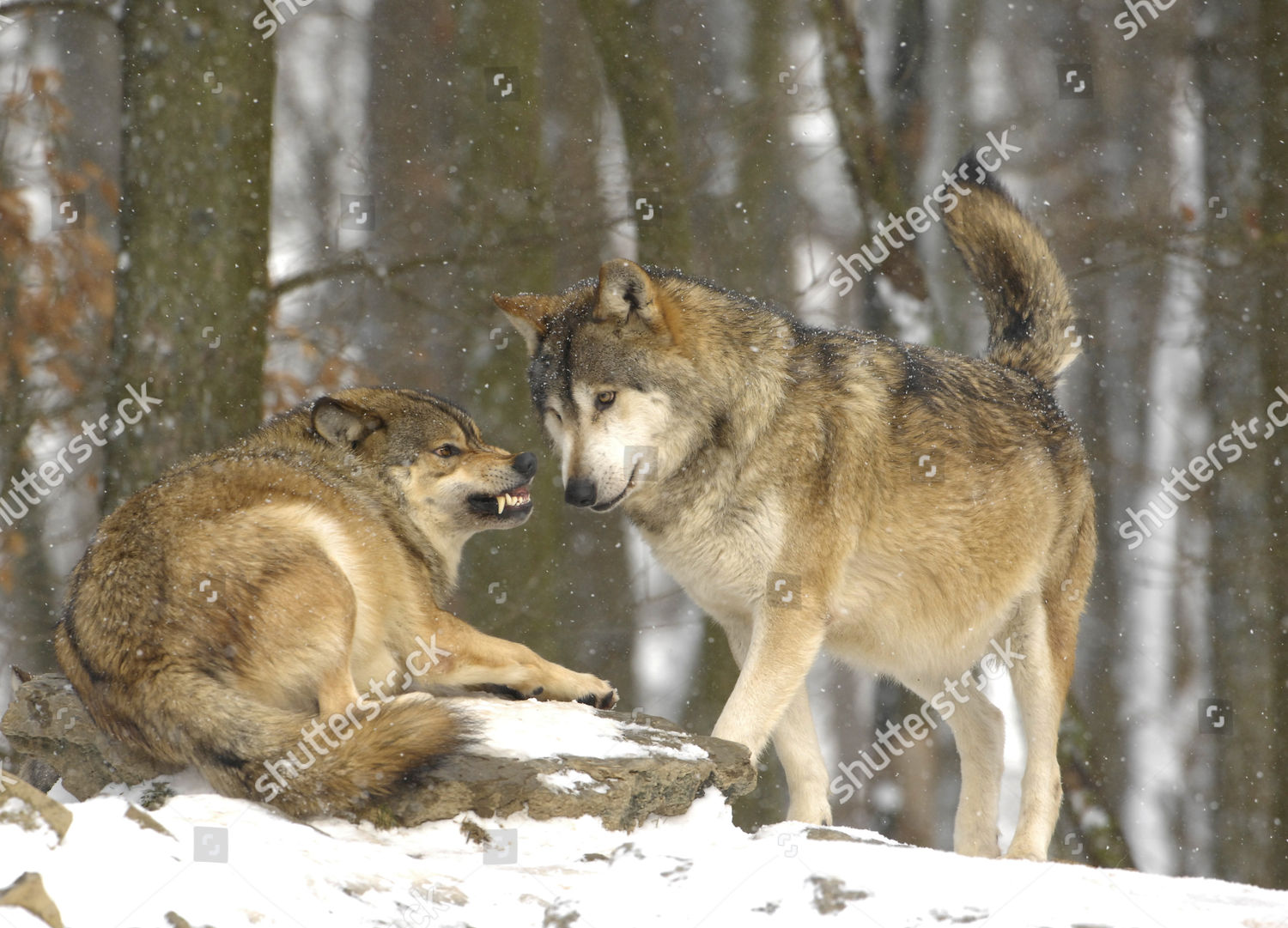 Canadian Timber Wolves Canis Lupus Occidentalis Editorial Stock Photo ...