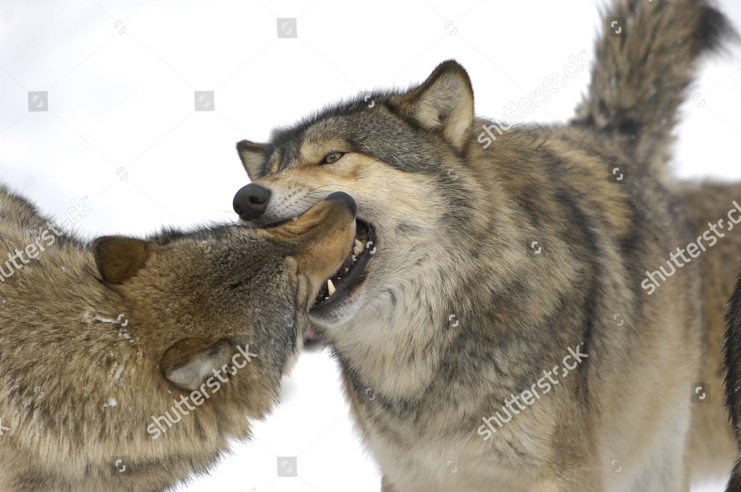 Canadian Timber Wolves Canis Lupus Occidentalis Editorial Stock Photo ...