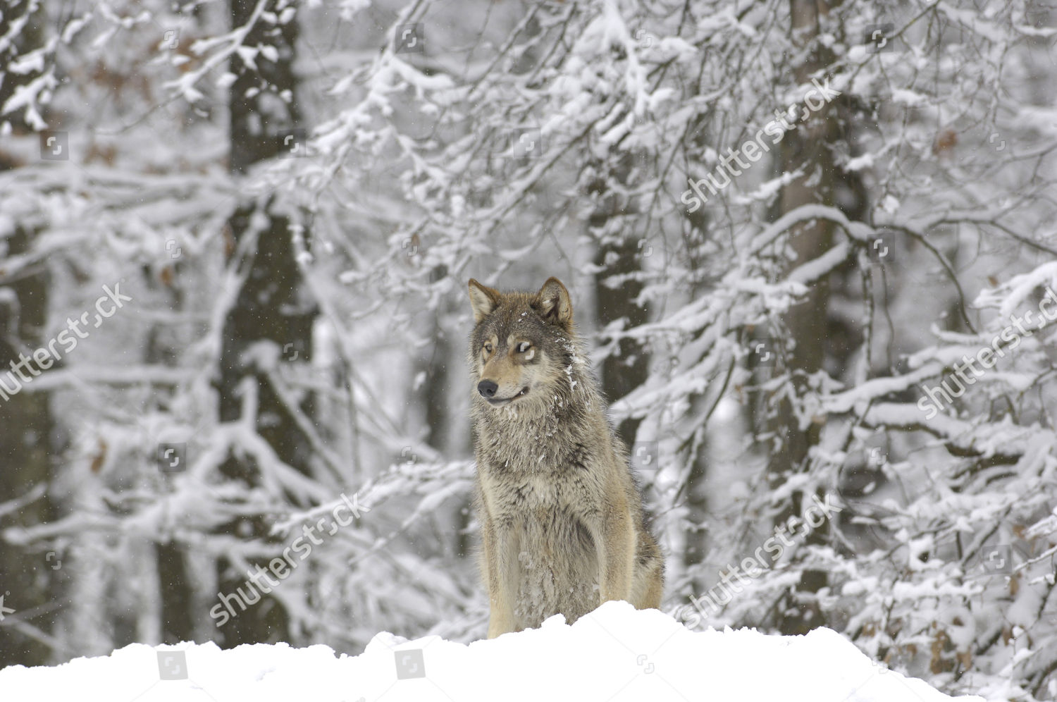 Canadian Timber Wolves Canis Lupus Occidentalis Editorial Stock Photo ...