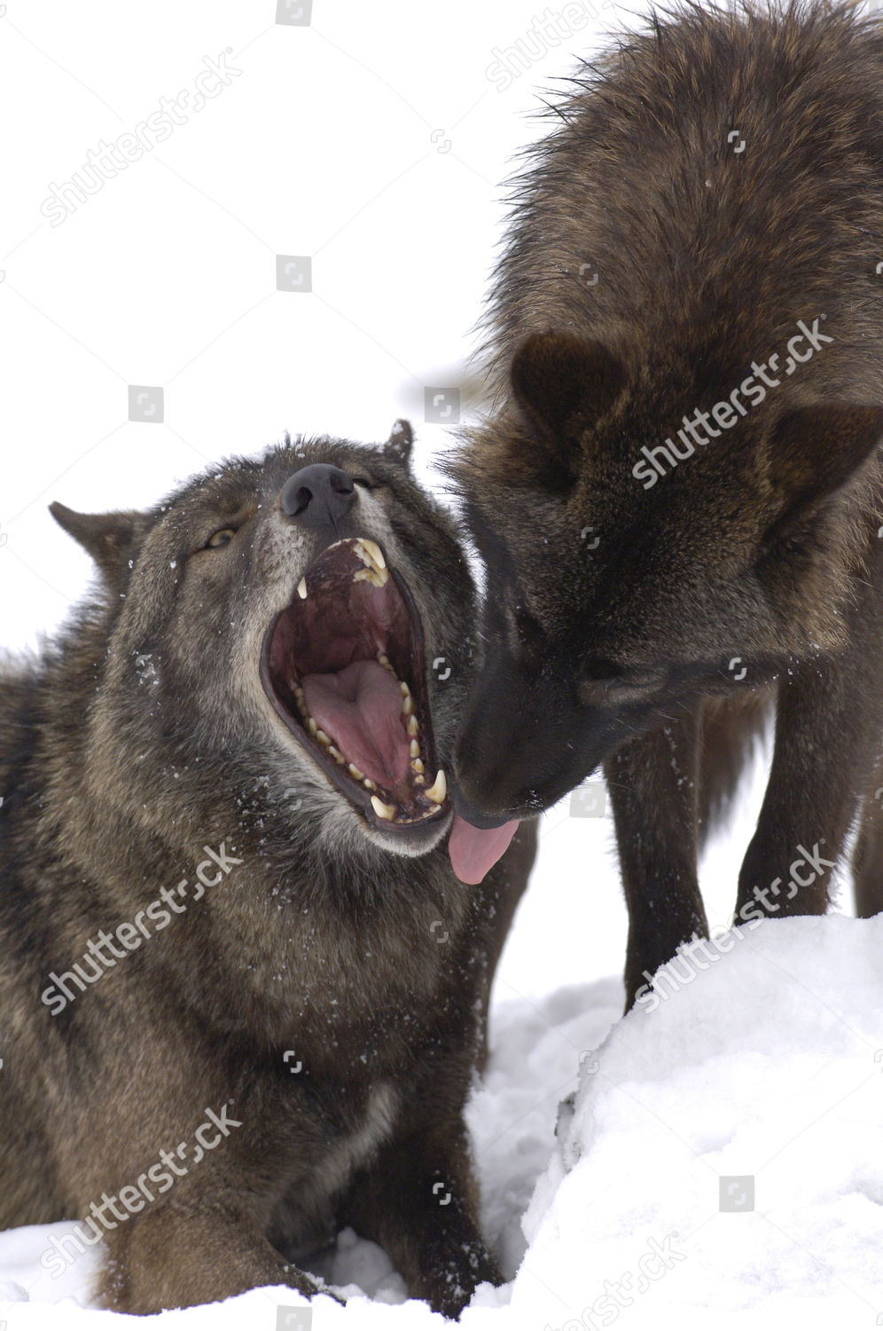 Canadian Timber Wolves Canis Lupus Occidentalis Editorial Stock Photo ...