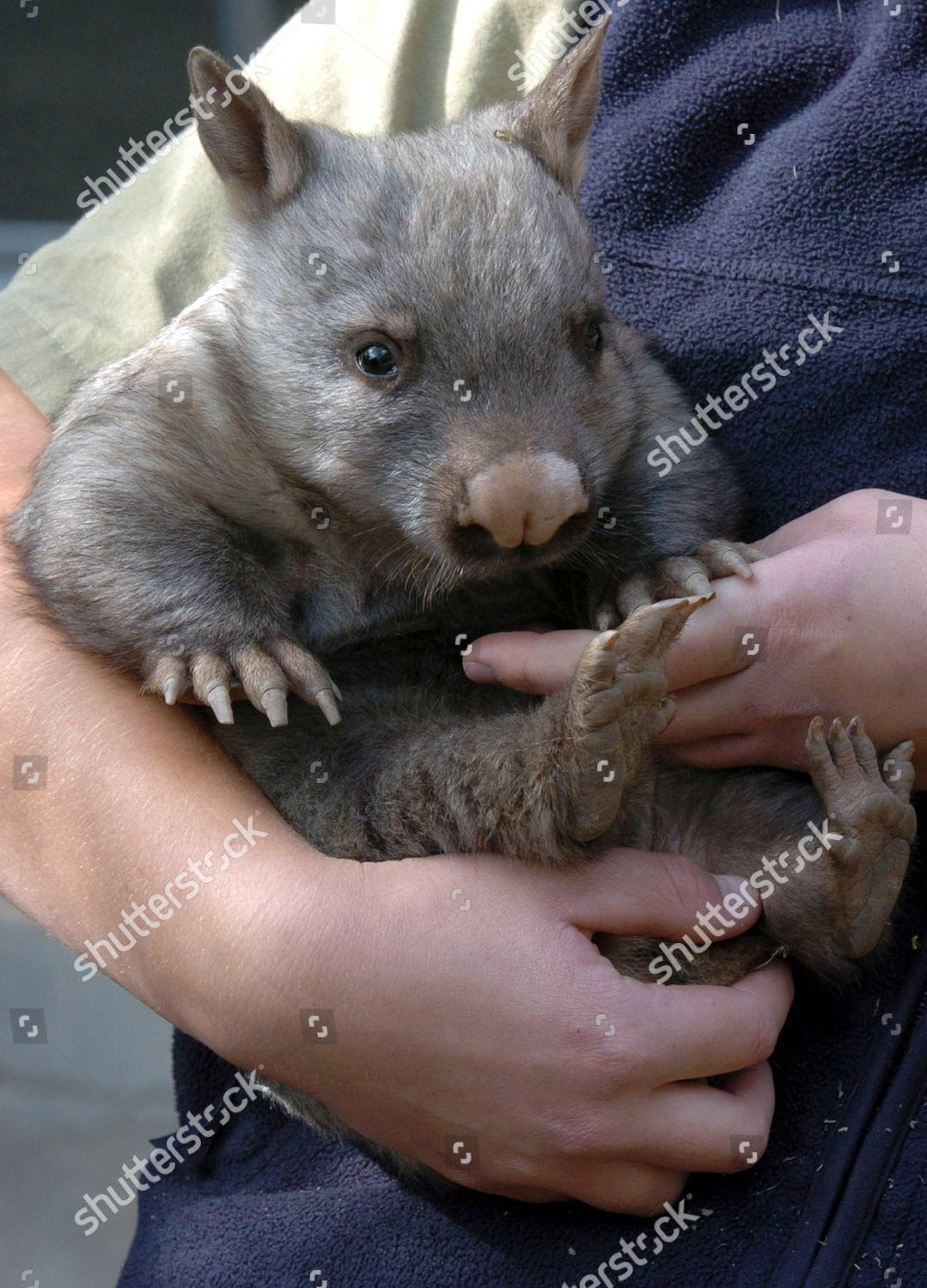Melbourne Zoos Native Mammals Keepers Delighted Editorial Stock Photo ...