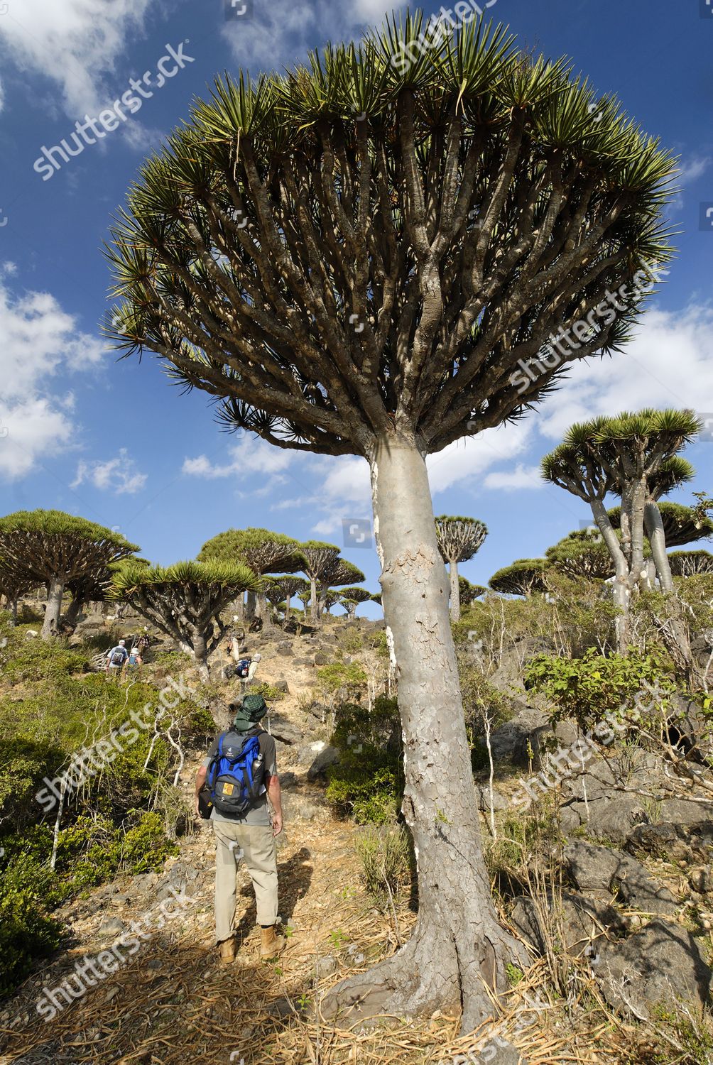 Dragons Blood Tree On Socotra Island Editorial Stock Photo - Stock ...