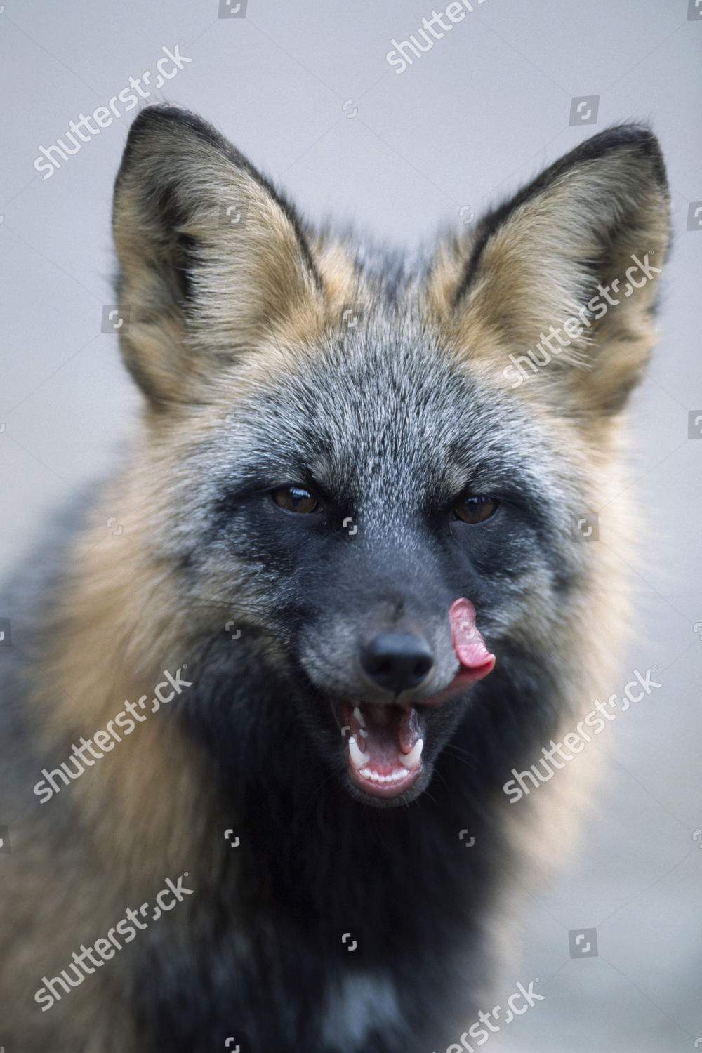 Cross Fox Vulpes Vulpes Example Color Editorial Stock Photo - Stock ...