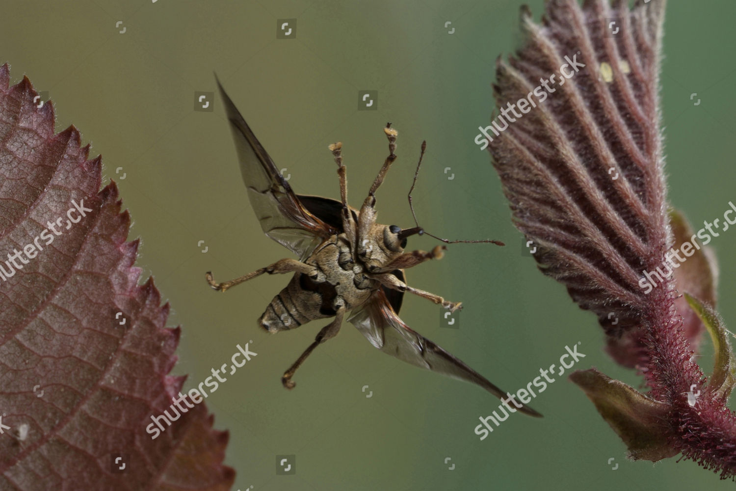 Flying Weevil Curculio Nucum Editorial Stock Photo - Stock Image ...