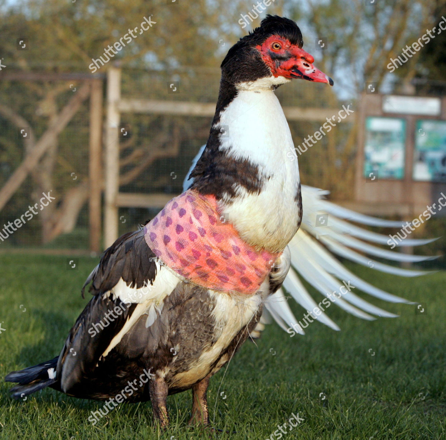 Monty Muscovy Drake Whose Wing Shattered Editorial Stock Photo - Stock ...