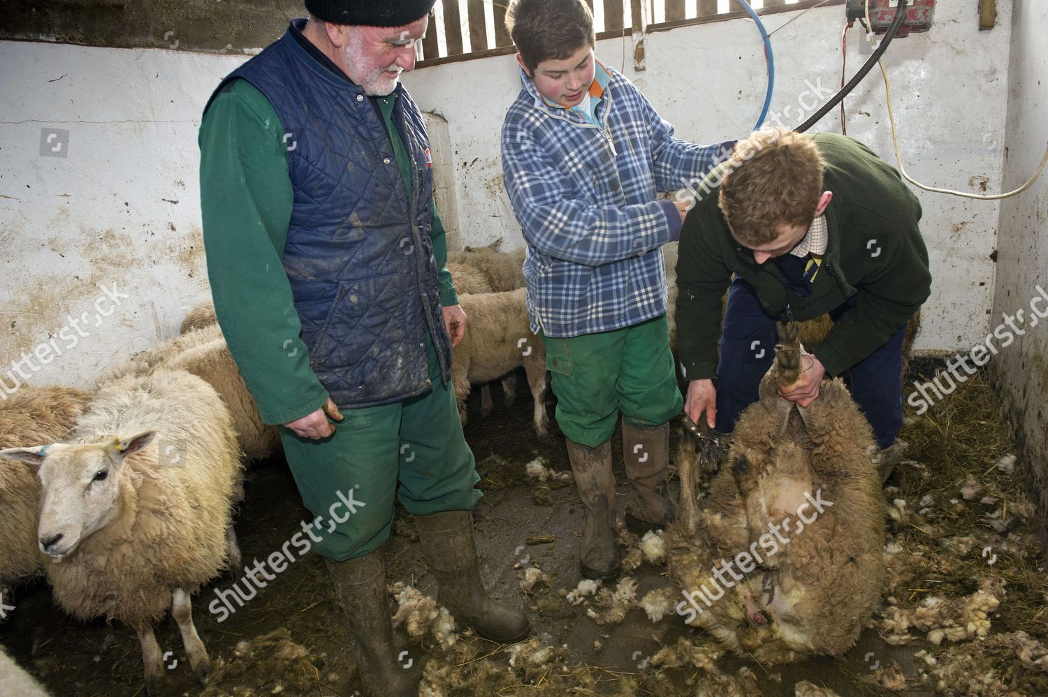 On Farm Dagging Sheep Under Eye Editorial Stock Photo - Stock Image ...