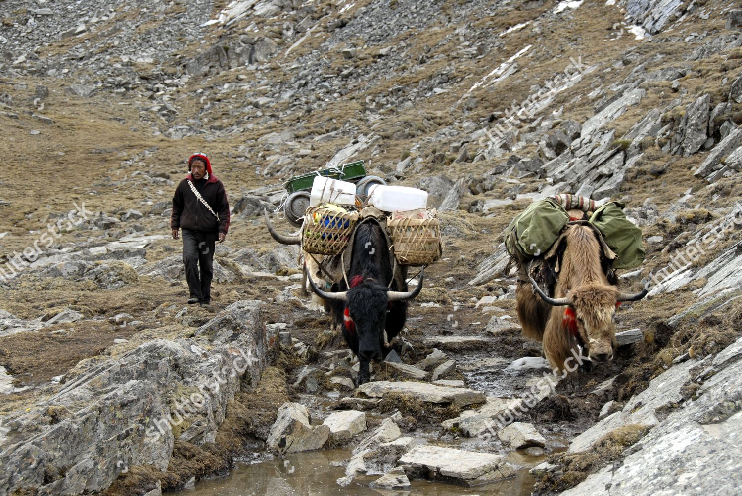 Tibetan Yak Man Leads Two Packed Editorial Stock Photo - Stock Image ...