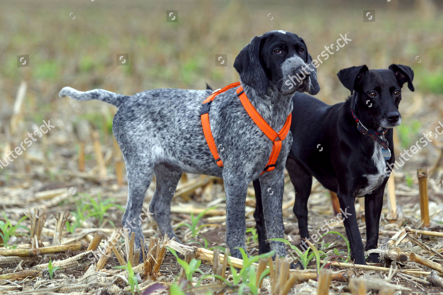German Shorthaired Pointer Mixed Black Dog Editorial Stock Photo ...