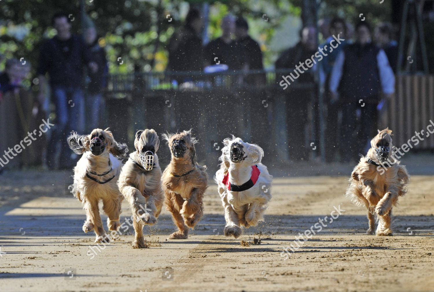 Greyhound Racing Afghan Hounds Sachsenheim Badenwuerttemberg Editorial ...