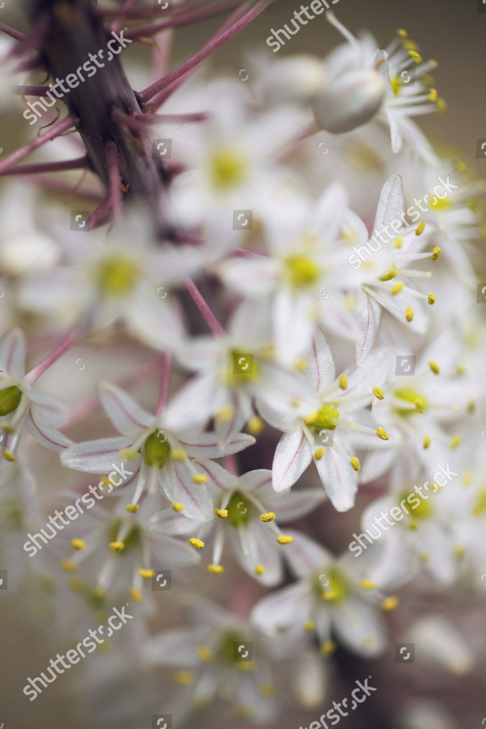 Red Squill Sea Squill Sea Onion Editorial Stock Photo - Stock Image ...