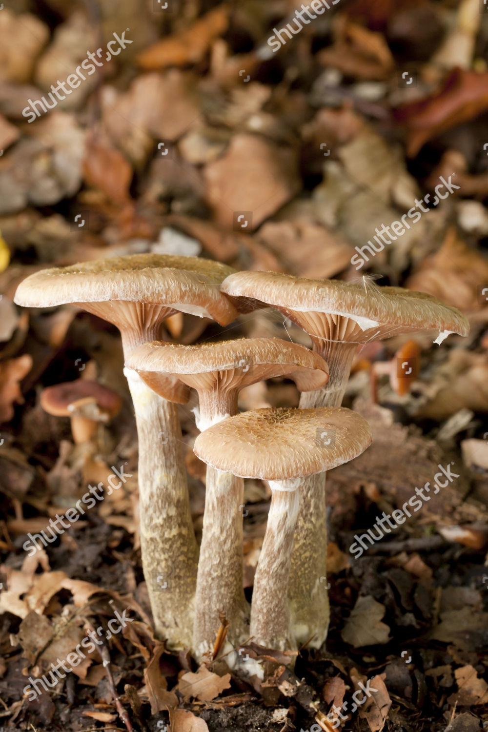 Group Milkcap Mushrooms Lactarius Quietus Editorial Stock Photo - Stock ... Group Milkcap Mushrooms Lactarius Quietus Editorial Stock Photo - Stock ...