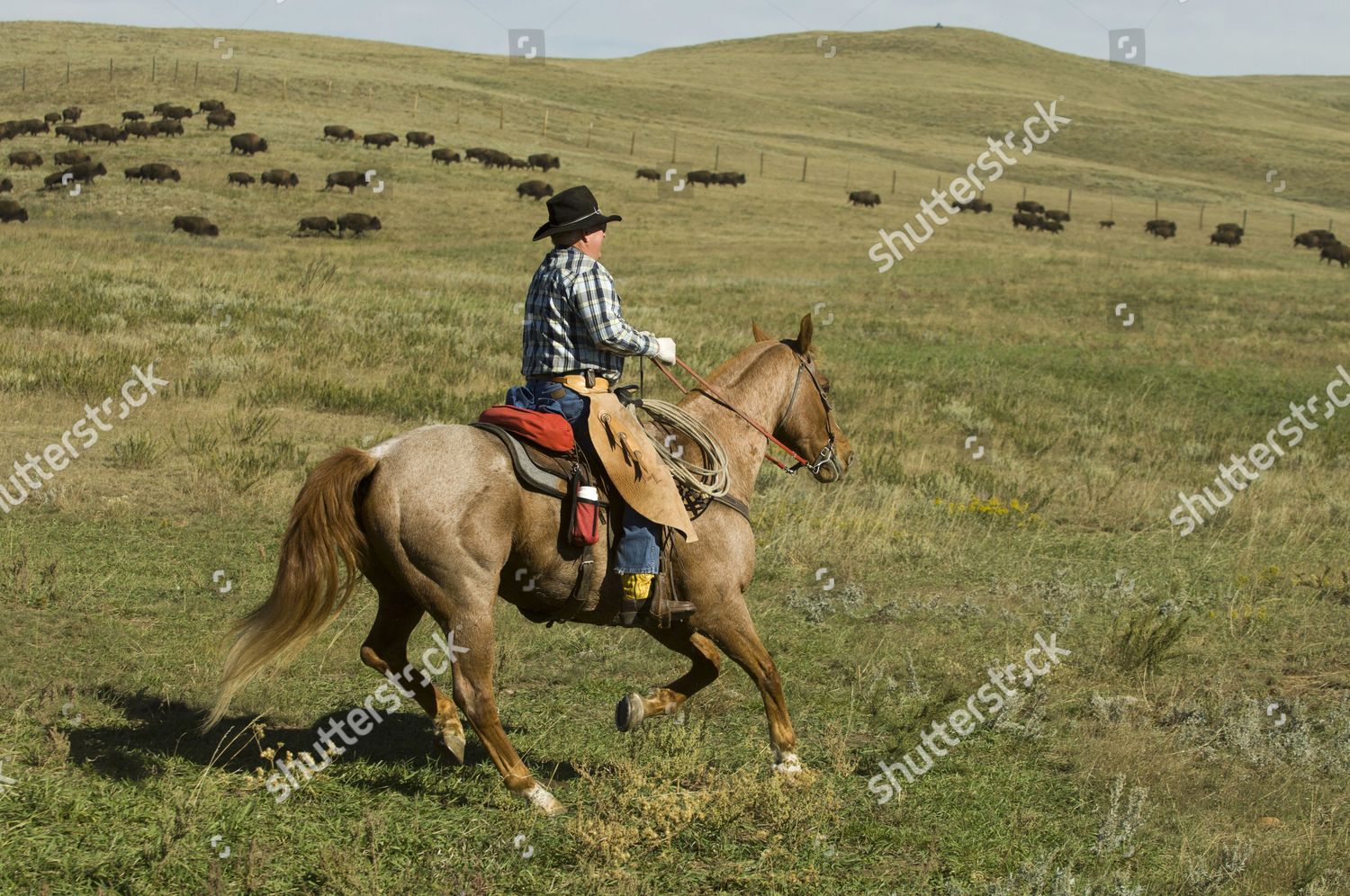 Cowboy Bison Roundup Custer State Park Editorial Stock Photo - Stock ...