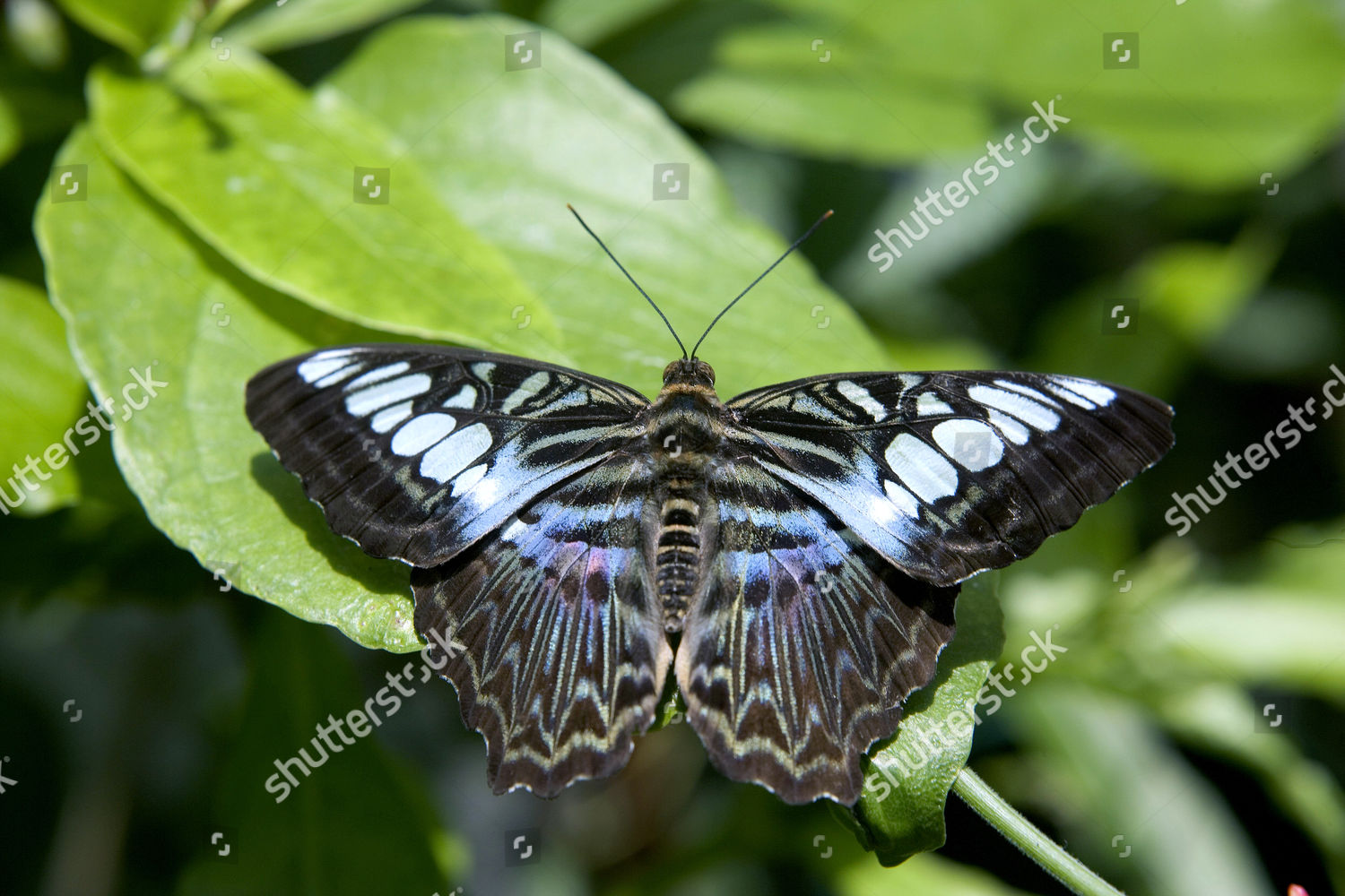 Blue Clipper Butterfly Malaysia Editorial Stock Photo - Stock Image ...