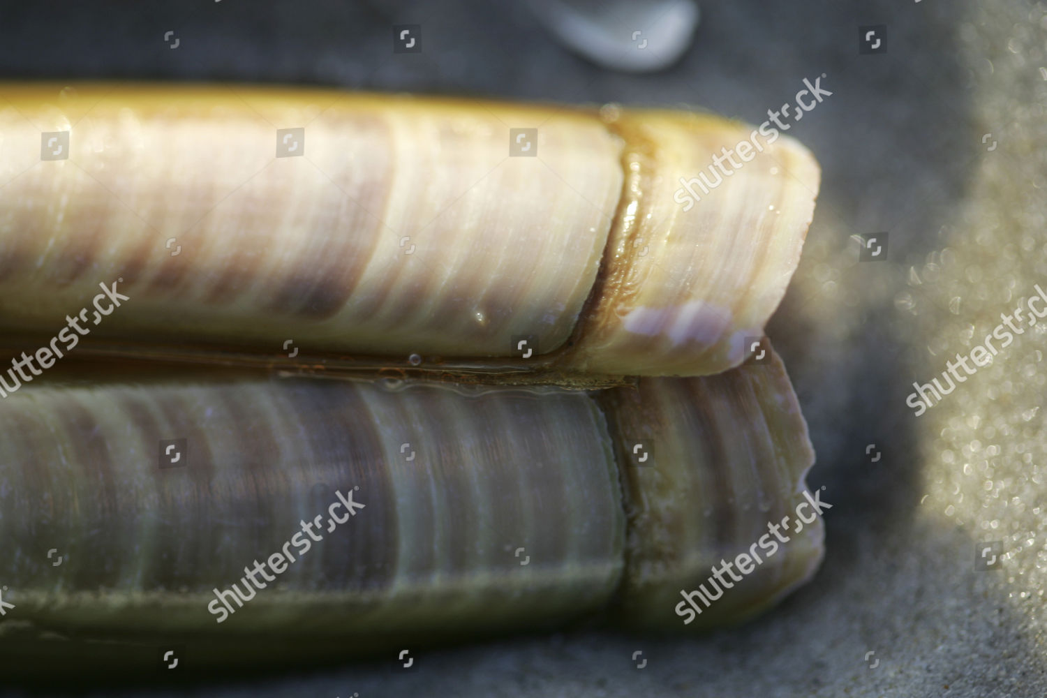 Sword Razor Ensis Ensis On Beach Editorial Stock Photo - Stock Image ...