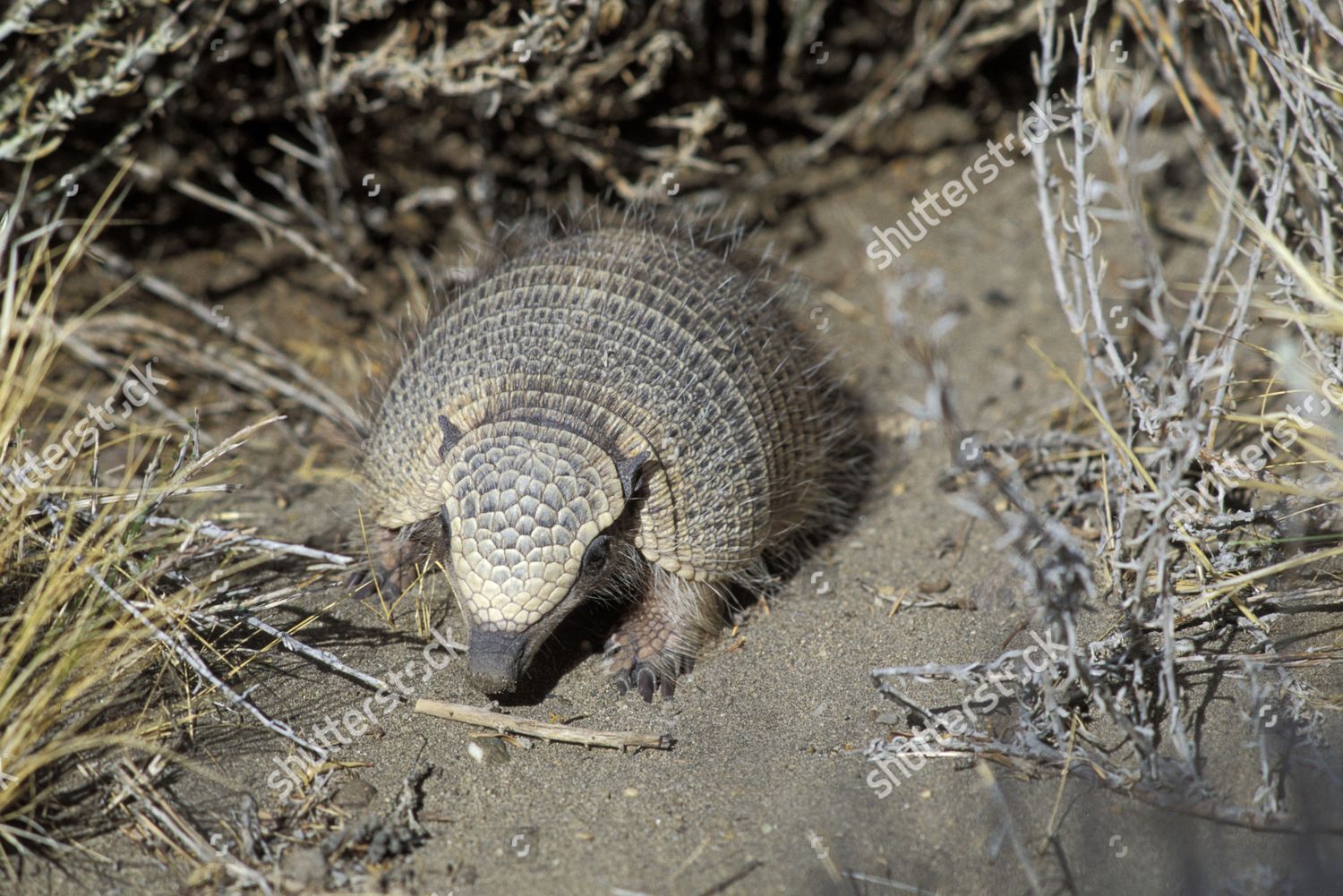 Dwarf Amadillo Zaedyus Pichiy South America Editorial Stock Photo ...